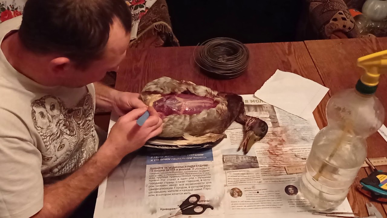 чучело утки 1 часть how to skin a duck - YouTube