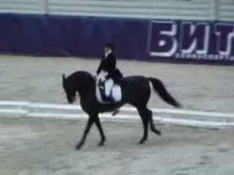 Russian Saddle Horse Бельведер Е.Орлова - YouTube