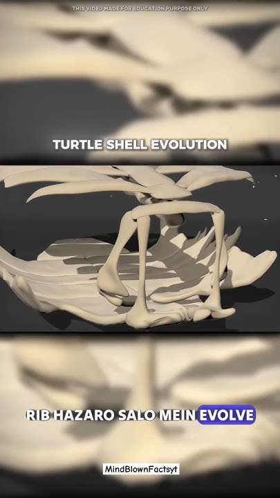 Turtle Shell Evolution 😳 | Amazing Facts #facts #factshorts #shorts ...