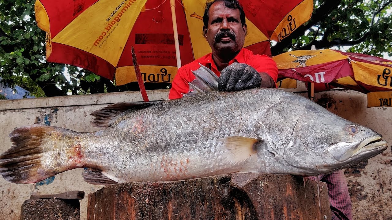 KASIMEDU ⚡ MR.VADIVELU | ORIGINAL KODUVA FISH CUTTING VIDEO | HD VIDEO ...