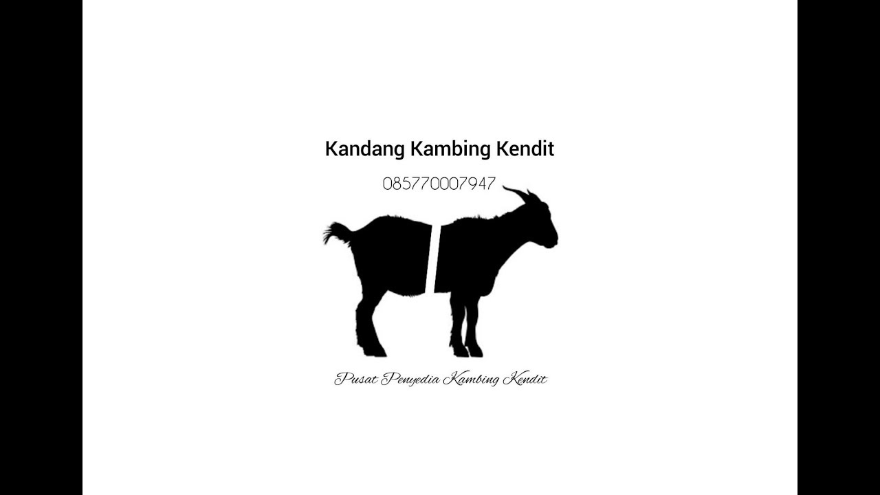 085770007947 | Wedus Kendit Asli | Kandang Kambing Kendit - YouTube