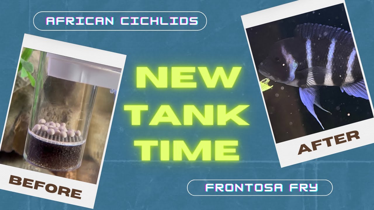 African Cichlid ~ F1 Frontosa Fry (Grown Out Tank Time’ - YouTube