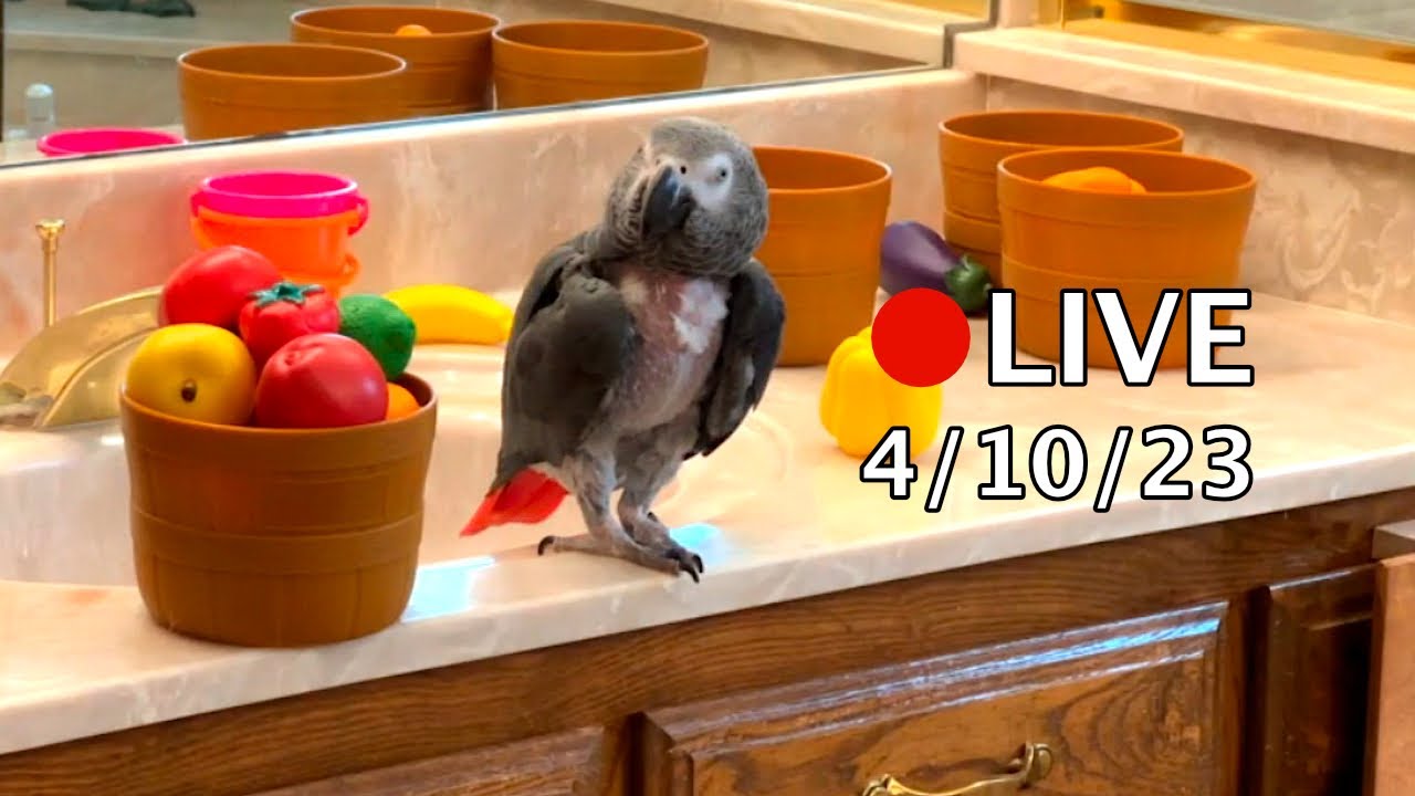 Einstein Parrot FB Live Replay - YouTube