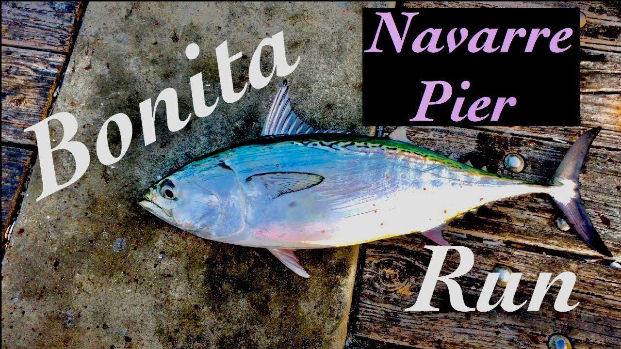 BONITA RUN NAVARRE PIER - YouTube