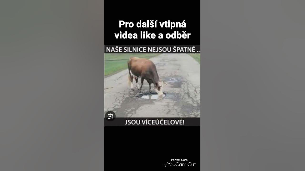 pov. kráva - YouTube