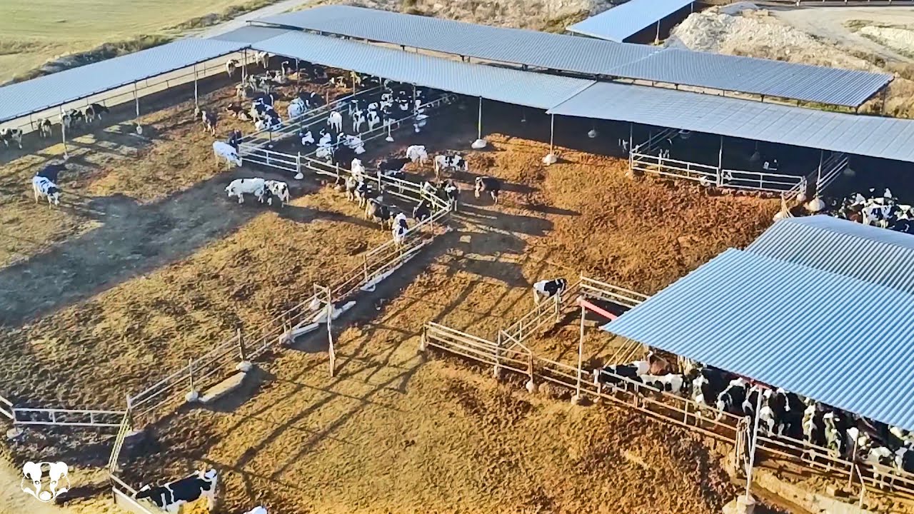 Cow Farming in Cyprus: A Dark Reality - YouTube