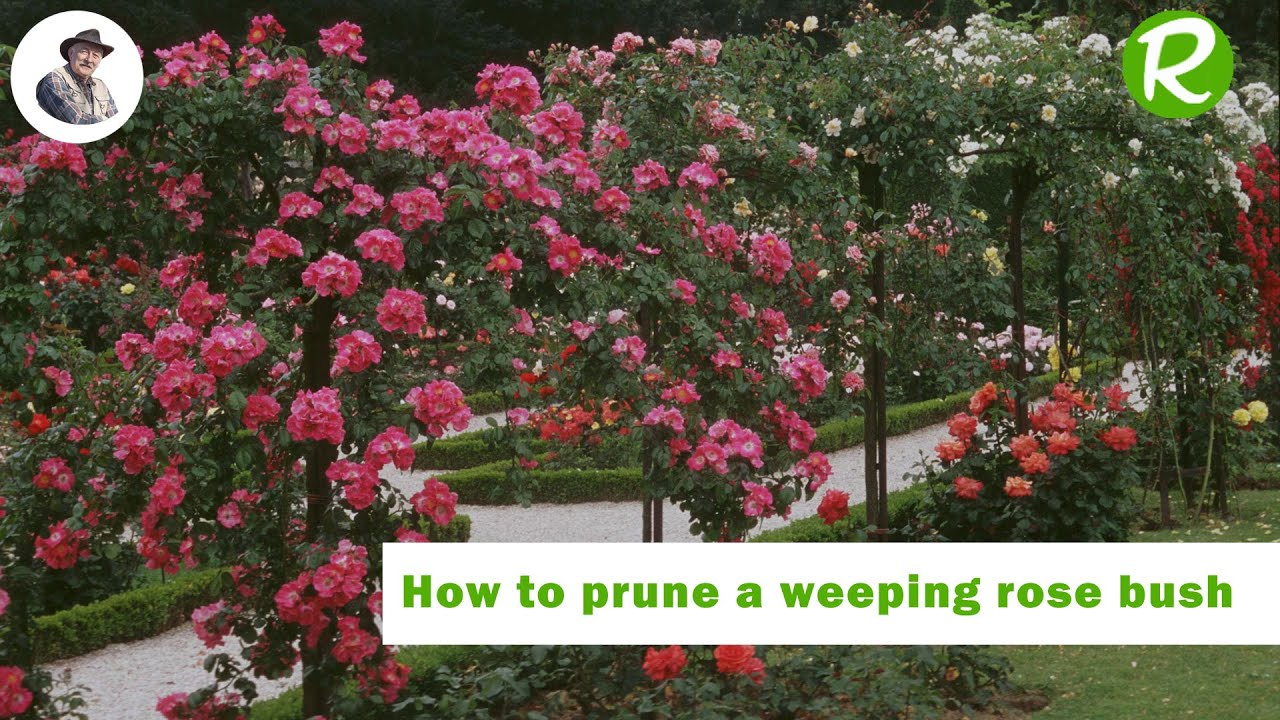 How to prune a weeping rose bush - YouTube