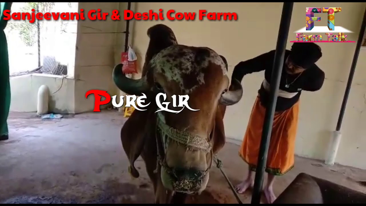 PURE GIR COW crossed with 23-24 Liter Mother milk record bull || GIR ...