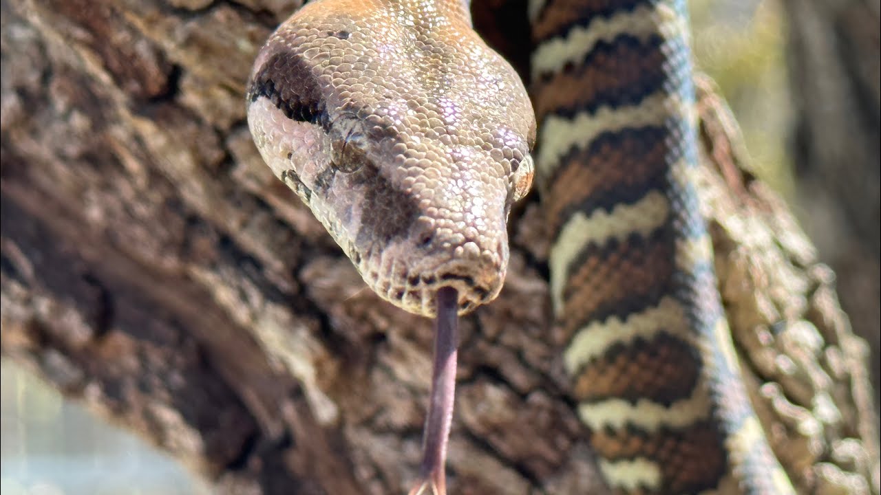 When a snake picks you as a keeper! - YouTube