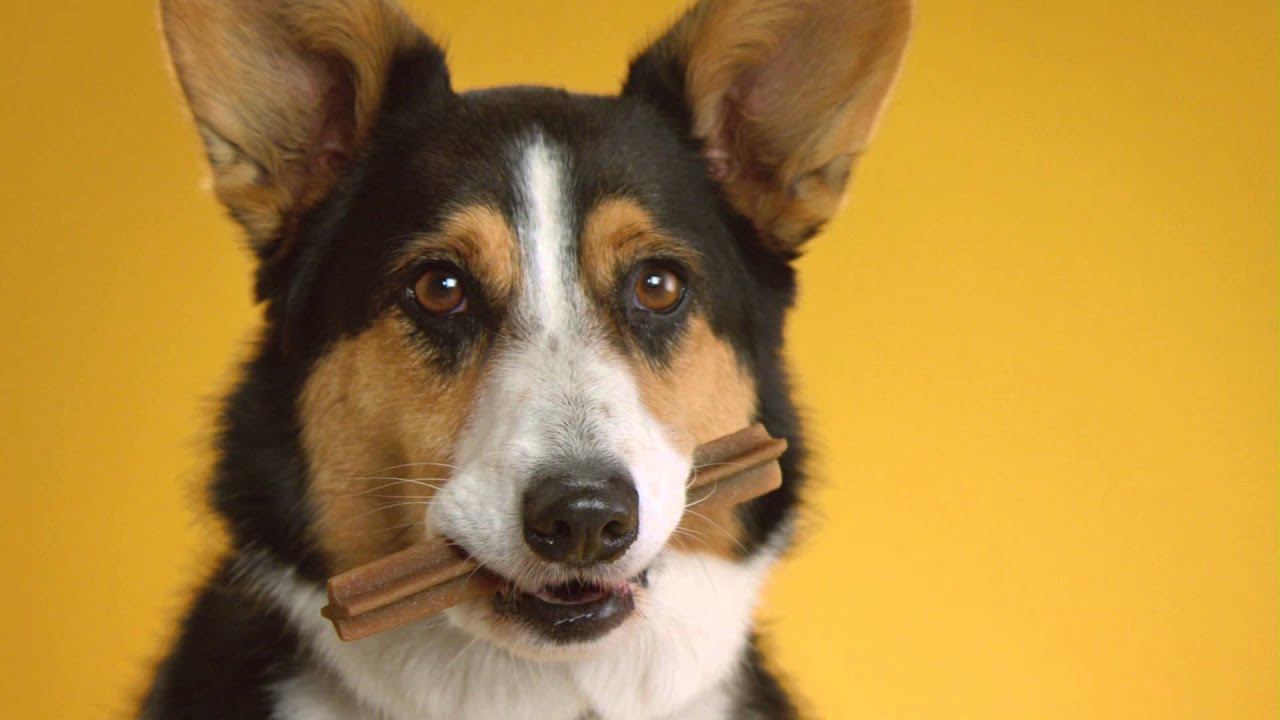 Dentastix Doggie Dentures - YouTube
