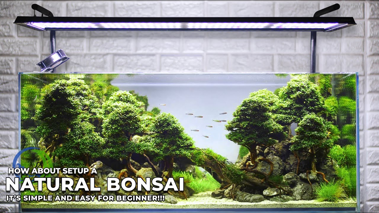 BONSAI CLIFF VIEW || NATURAL BONSAI AQUASCAPE - YouTube