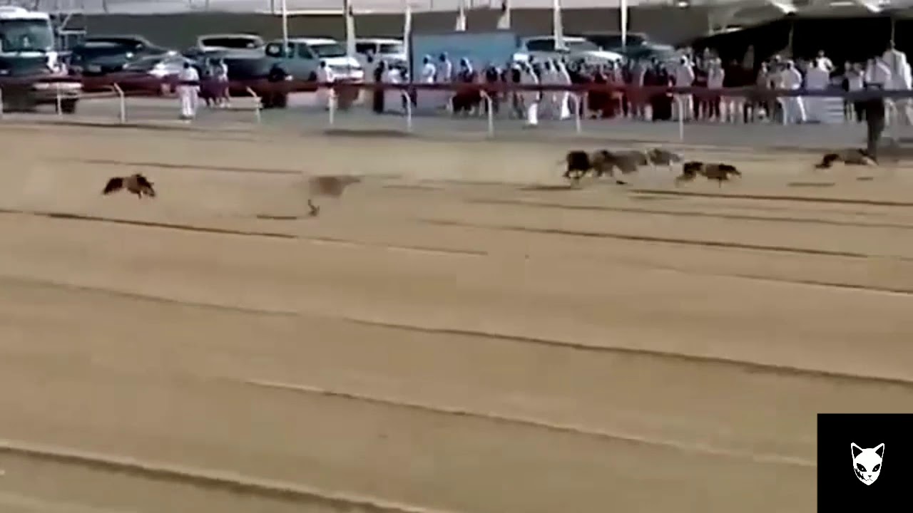 Dubai Dog Race 2018 | Manso Berlin | - YouTube