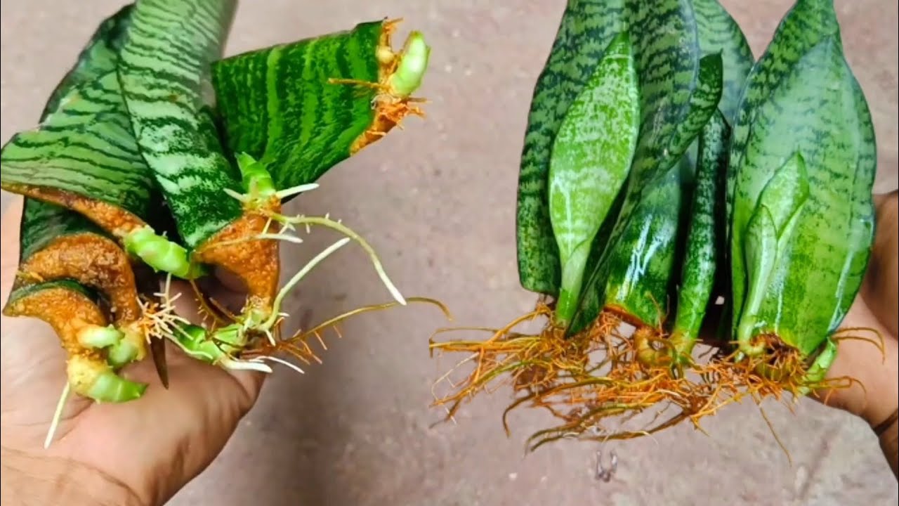 Snake Plant Propagation By Leaf Cuttings In Water | Natural Rooting ...