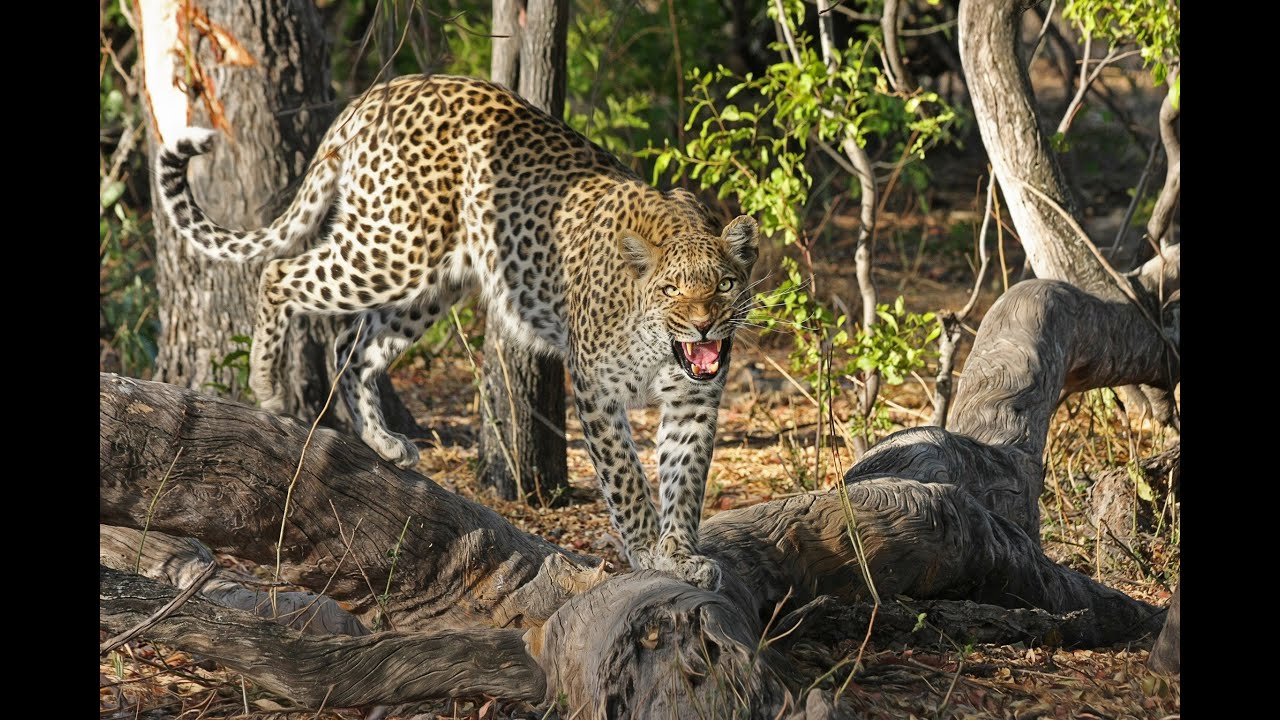 Watch: Leopard shows off kill, drags prey heavier than itself up a tree ...