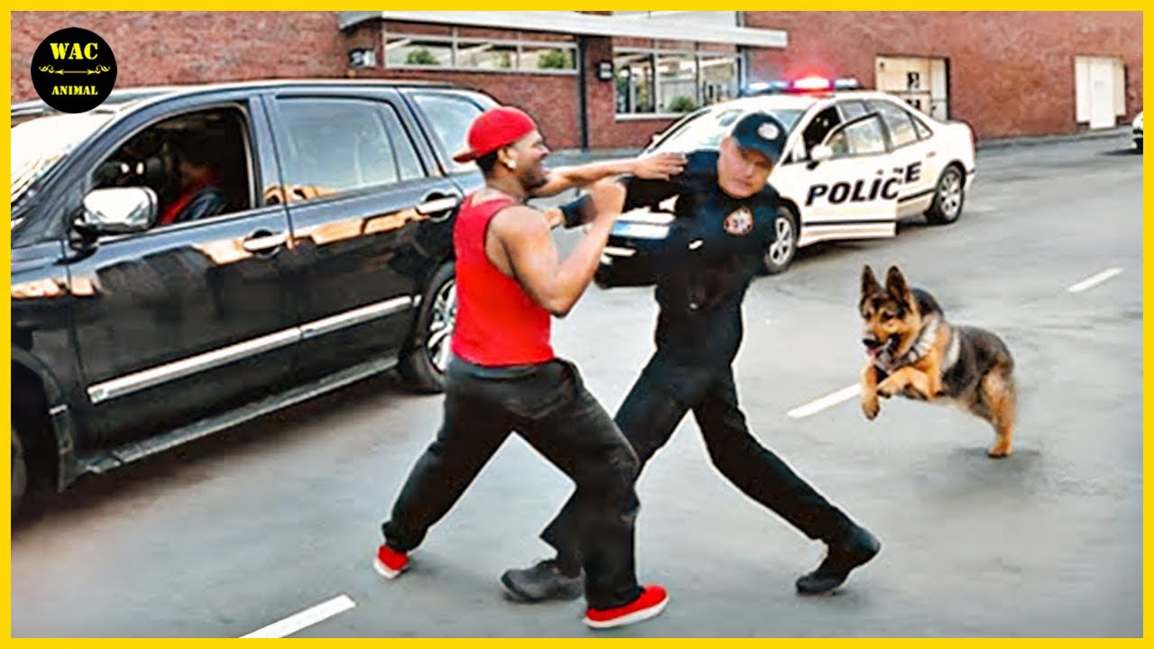 50 Hero Animals That Saved Human Lives #11 | Best moment of 2024! - YouTube