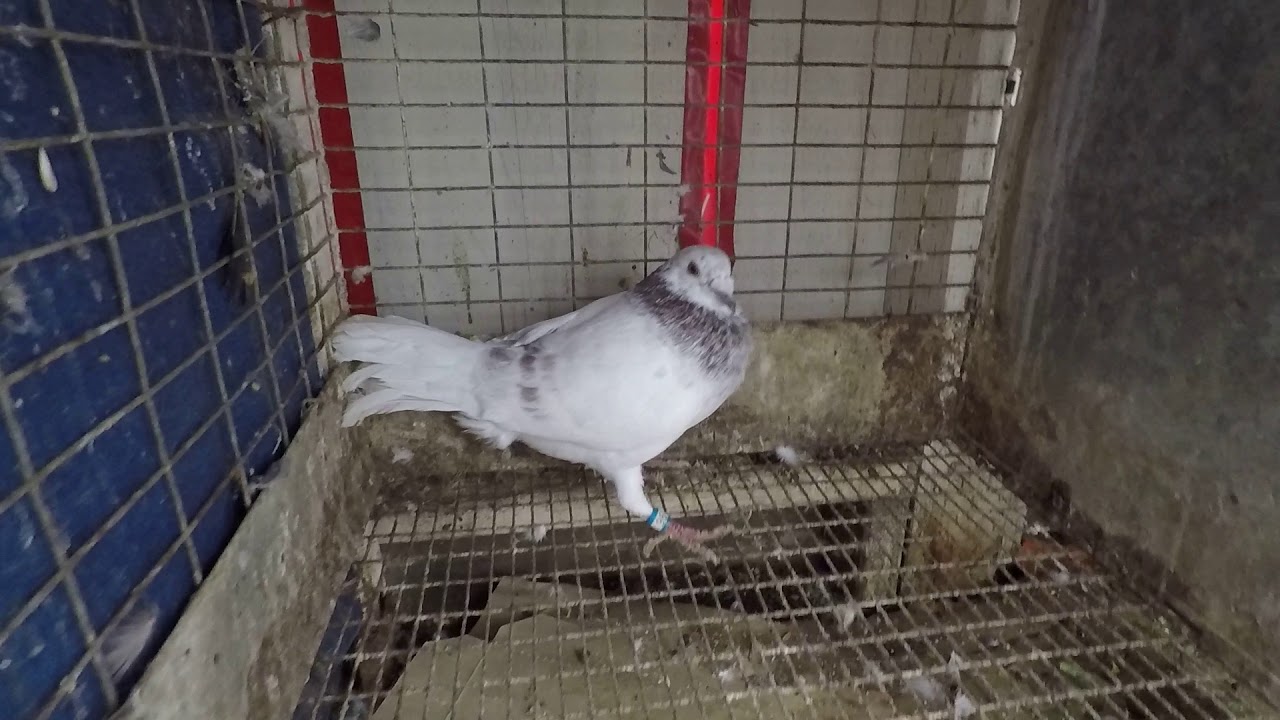 WHITE RED BAR RACING PIGEON COCK - YouTube