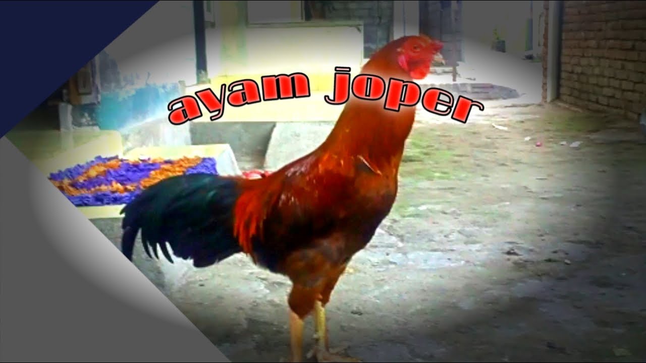 Ayam joper, jantan - YouTube