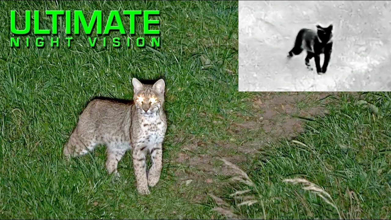 Predators Called In Insanely Close Using Thermal and White Lights ...