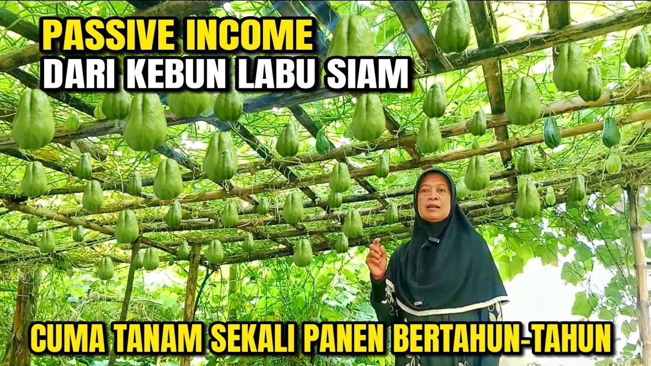 PANEN BERTAHUN-TAHUN DARI KEBUN LABU SIAM CUMA SEKALI TANAM - YouTube
