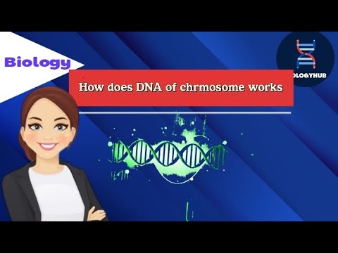 Inheritance | how does dna works | 10 class biology | chapter #15 - YouTube