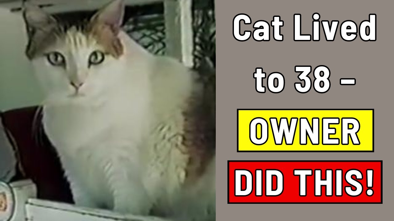 The Oldest Cat In The World Creme Puff