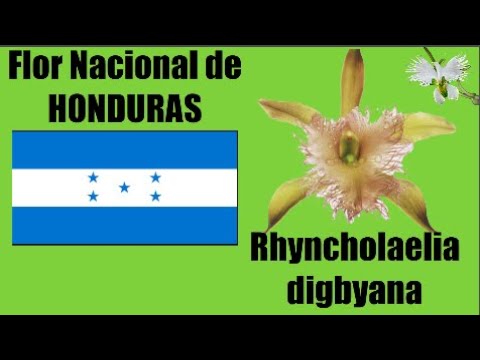 Rhyncholaelia digbyana Flor nacional de Honduras - Mi diario de Jardin ...