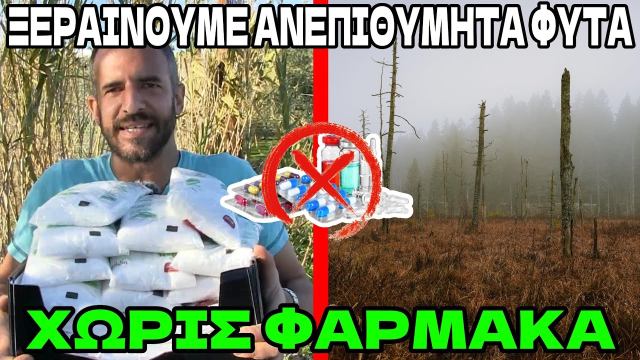 Πώς ΞΕΡΑΙΝΟΥΜΕ ΦΥΤΑ ή Ανεπιθύμητα Δέντρα, Καλαμιές ή Συκιές, Οικολογικά ...
