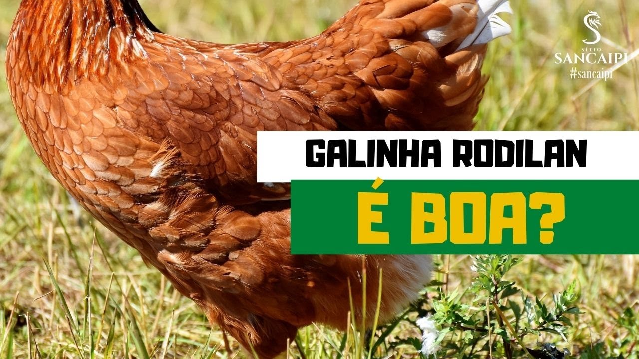 GALINHA RODILAN é boa poedeira? - YouTube