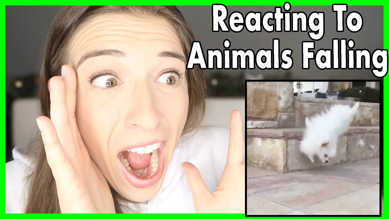 Reacting To Animals Falling! - YouTube