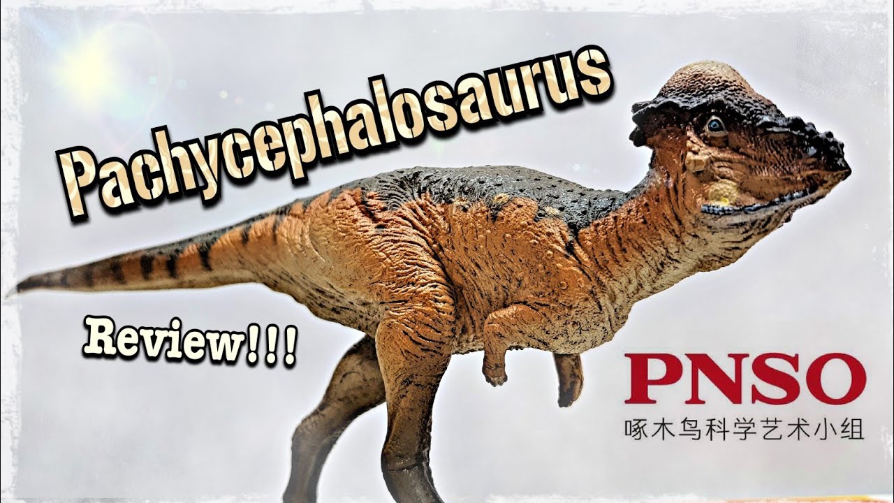 2021 PNSO Pachycephalosaurus Review!!! Beautiful!!! - YouTube