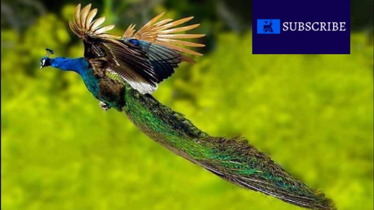 beautiful bird color with land's scape - YouTube