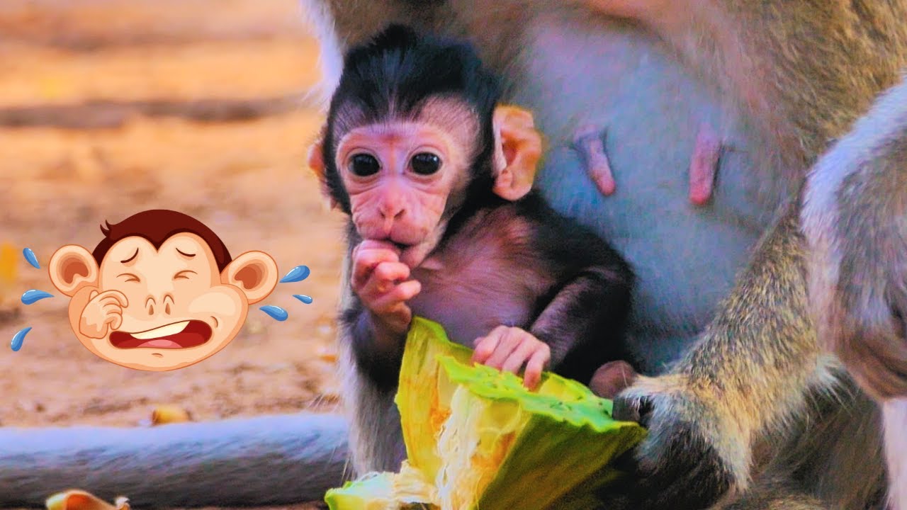 Denied Delicacy! Little Monkey Baby's Unhappy Craving for Lotus ...