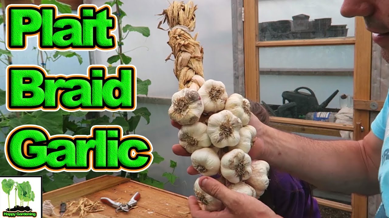 How To Plait or Braid Soft Neck Garlic Bulbs Easy Step By Step Method ...