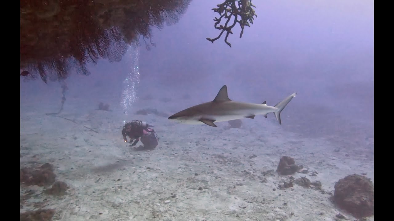 Flying Saucer or Cobia Cage? AKA Shark and Barracuda thrill scuba ...