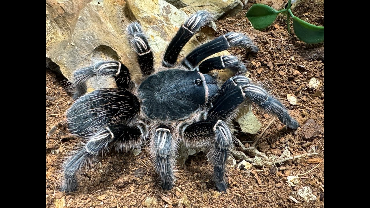 Aphonopelma seemanni, Costa Rican Zebra Tarantula rehouse and care ...