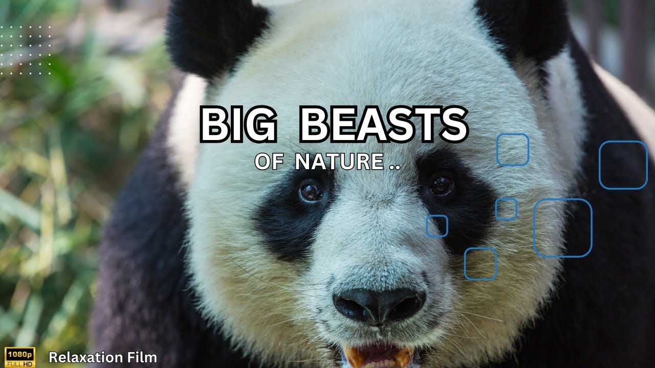 #Big Beasts of Nature #calm - YouTube