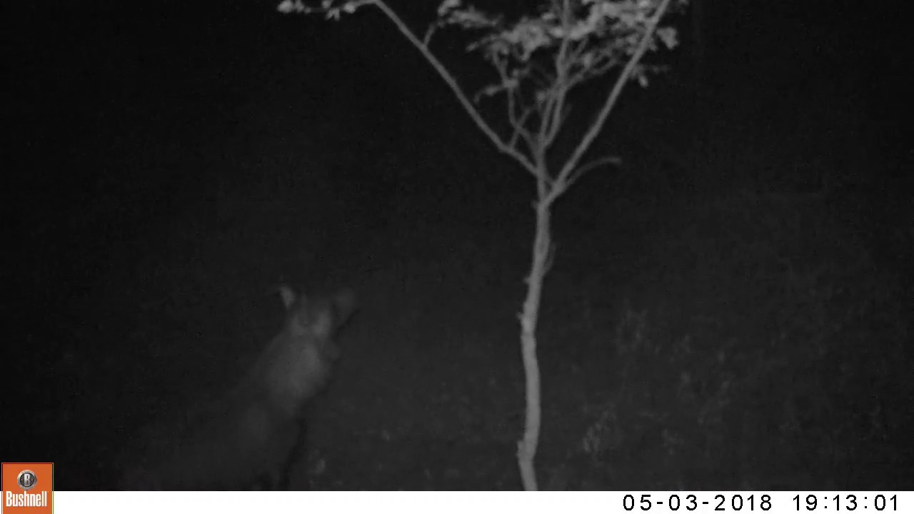 Brown Hyena - South Africas Werewolf! - YouTube