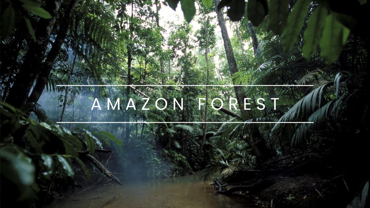 Astonishing Secrets of Amazon Rainforest - YouTube
