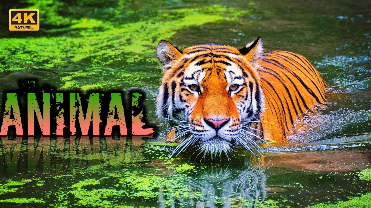 4K Ultimate Wild Animals Collection in UHD ULTRA HD / #8K, #ANIMALS, # ...
