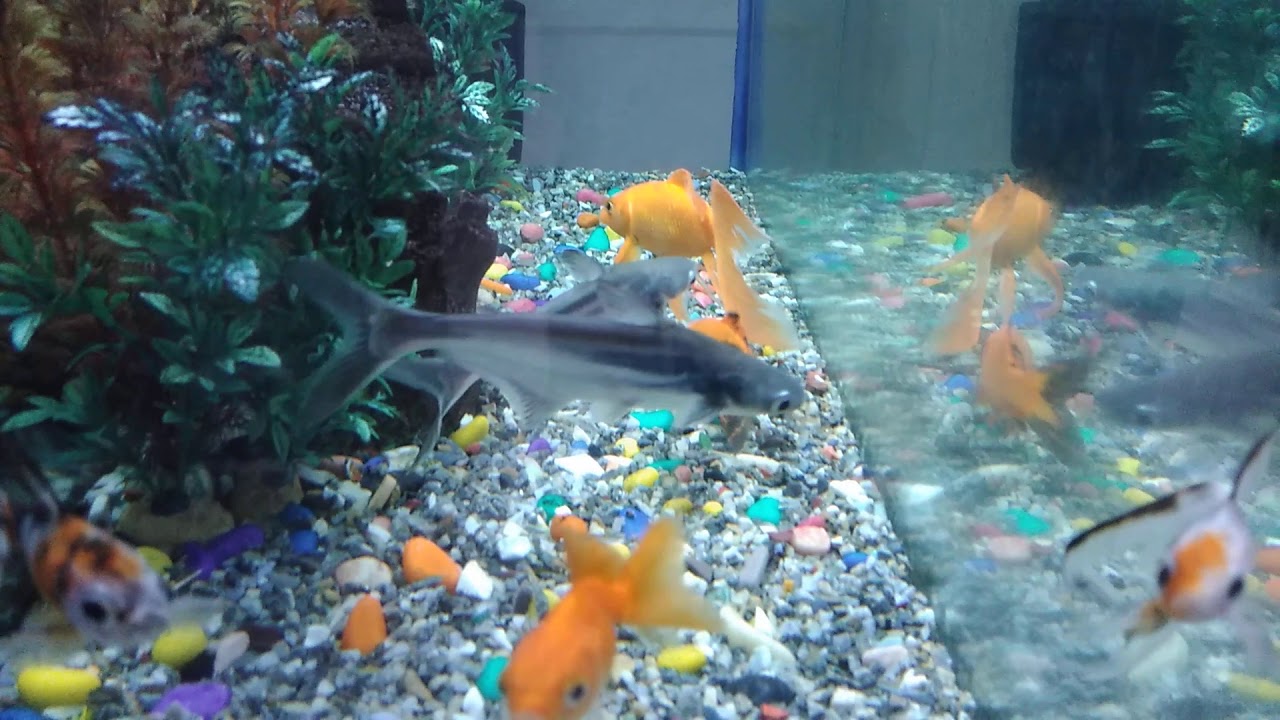 A gold fish without eyes - YouTube