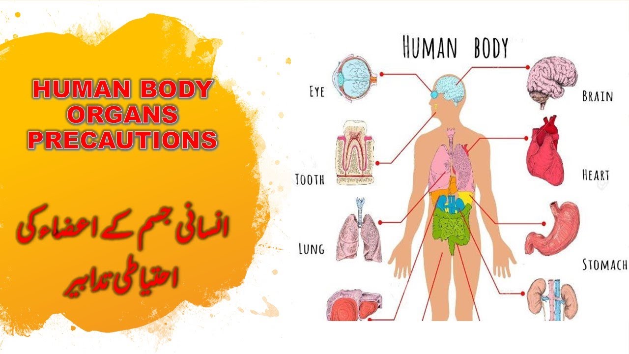 Human Body Organs Precautions Increase Your Life Urdu Knowledge human-body-organs-precautions-increase-your-life-urdu-knowledge