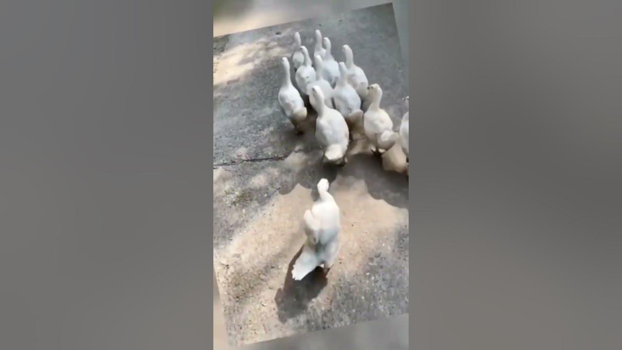 Kelakuan Bebek Siapa Nih ? #viralvideo #tiktok #shorts #viral2025 - YouTube