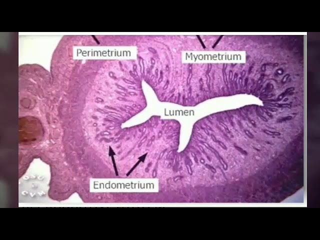 Uterus Menstrual Phase Histology