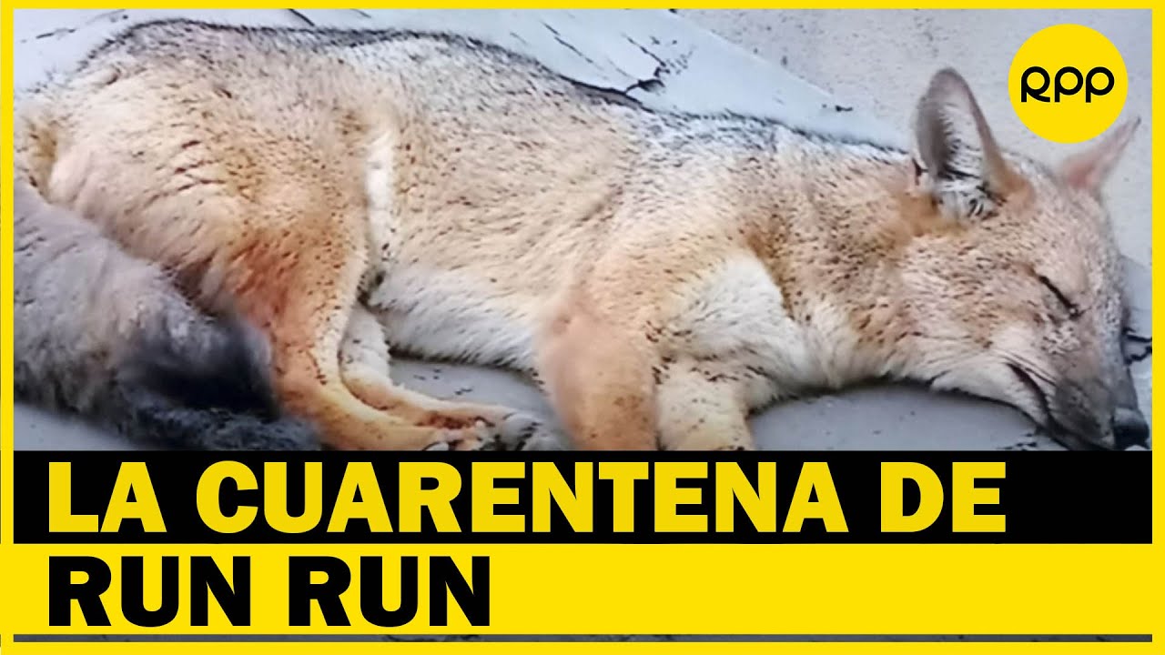 Conoce las primeras horas del Zorro Run Run en el Parque de las ...