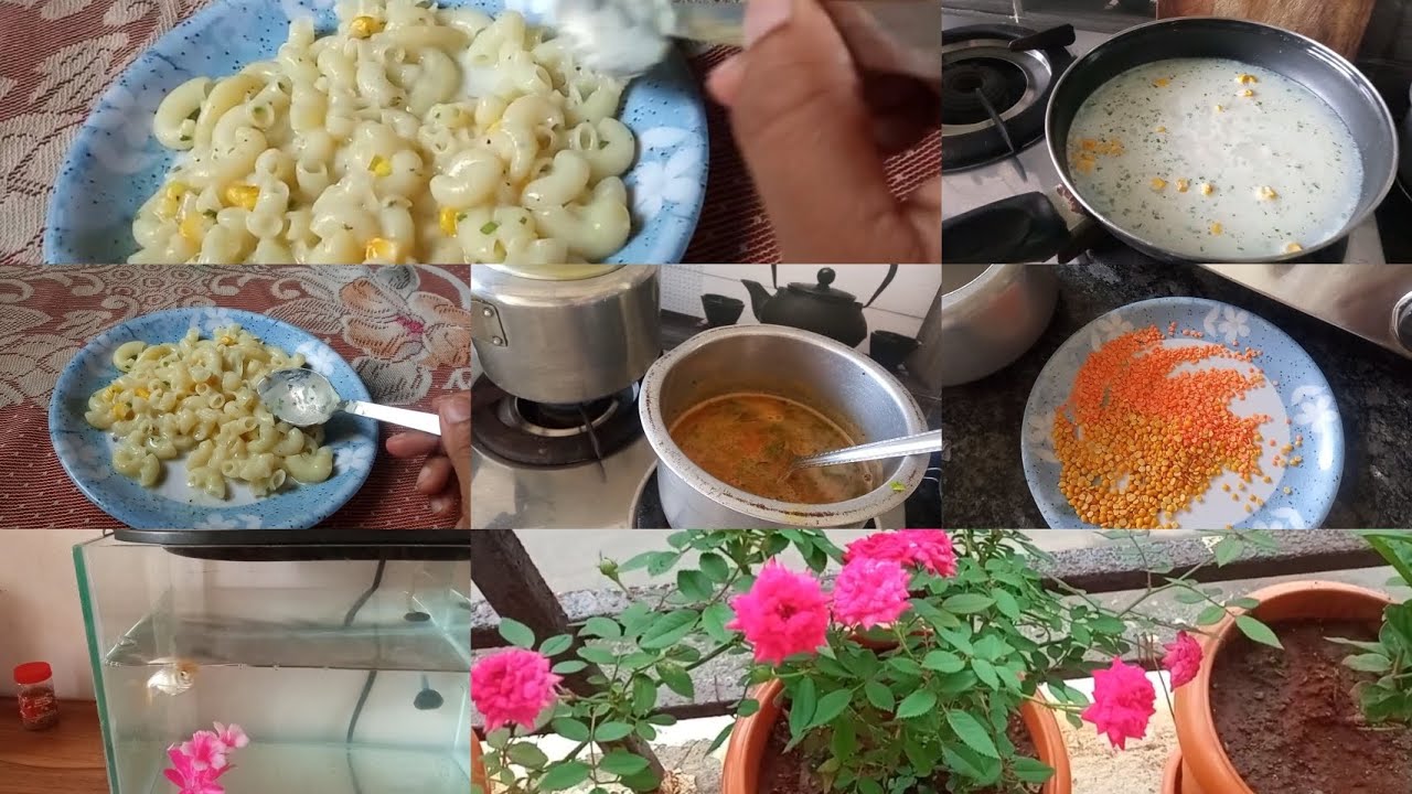 Day routine l Dal recipe l new fish tank 🐠 - YouTube