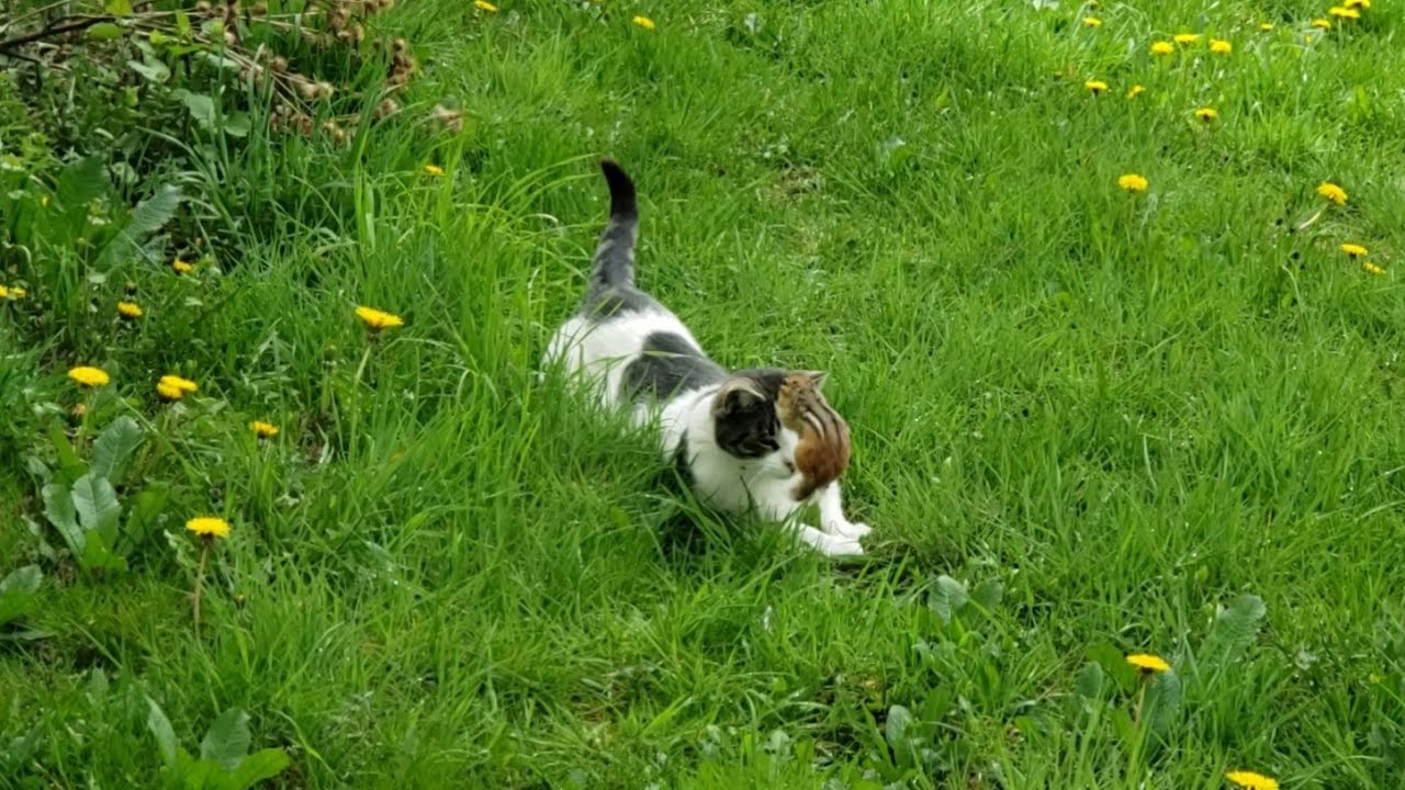 Cat VS. Chipmunk - YouTube