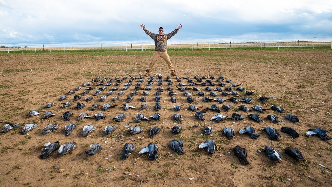 Shooting over 100+ Pigeons out of a HORSE BARN!! - YouTube