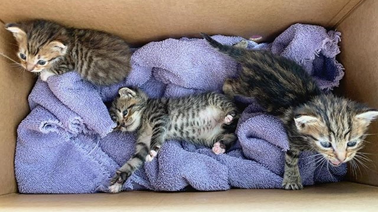 Rescue 3 Sibling Little Kittens So Feisty - YouTube