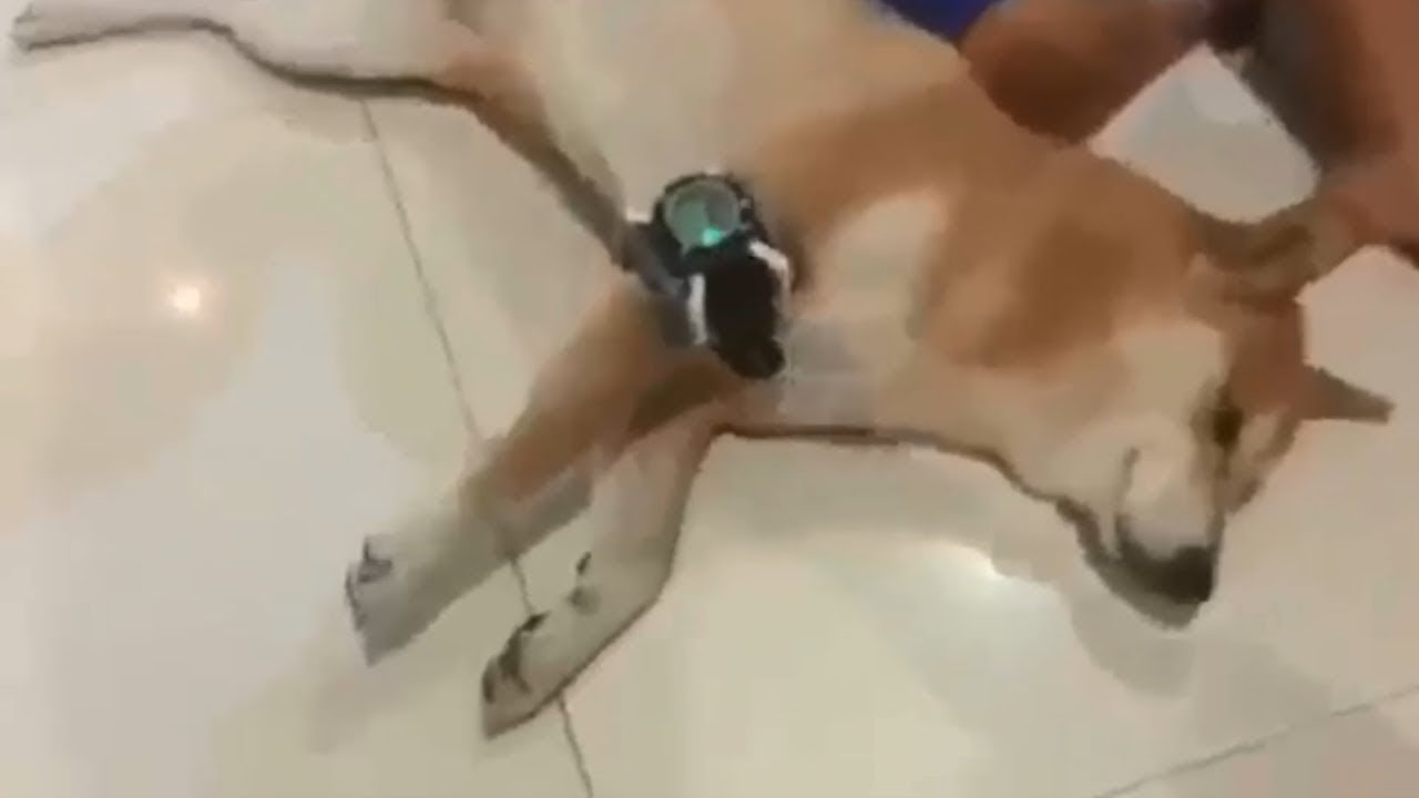 Ahhhhhh perro traes el omnitrix (meme origen) - YouTube