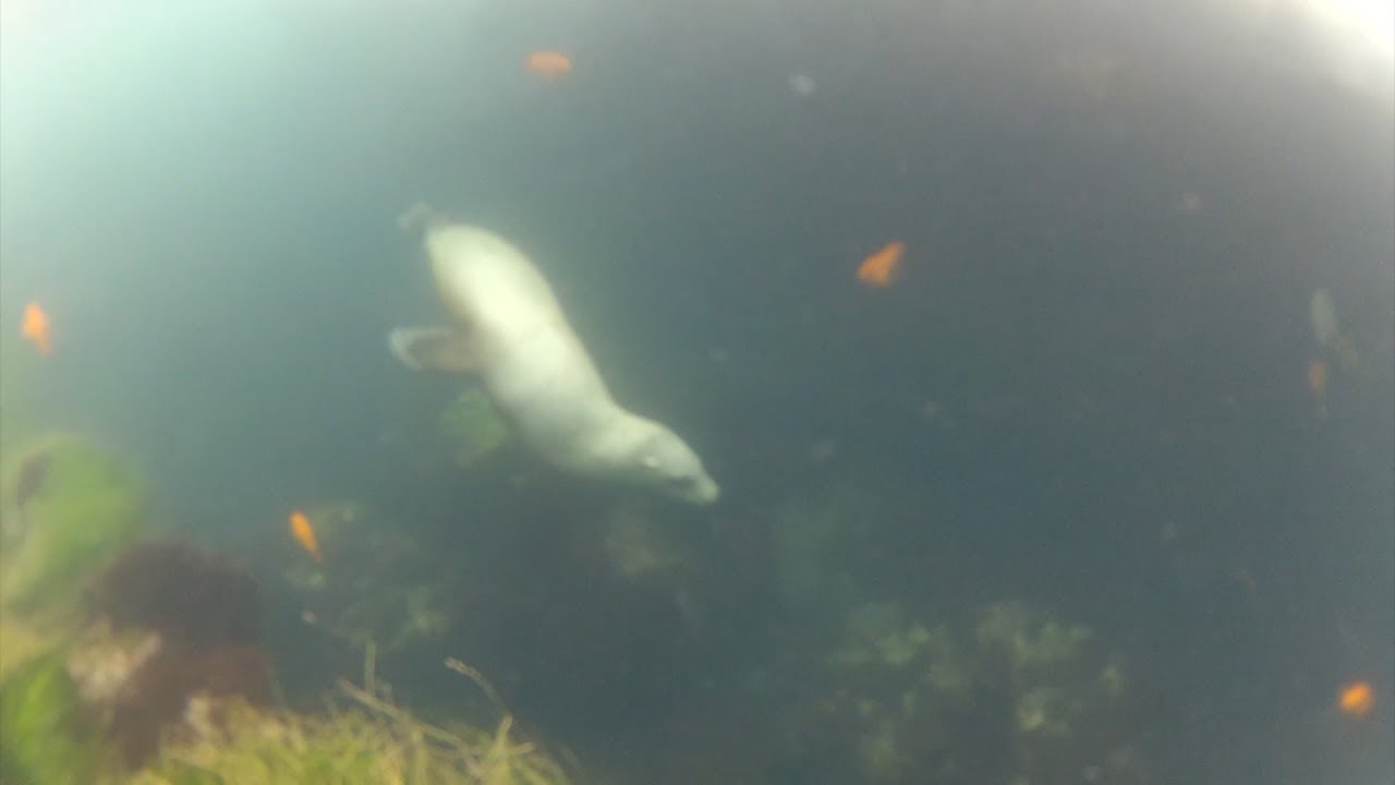 Research Shows California's Marine Sea Life Reserves Are Working - YouTube